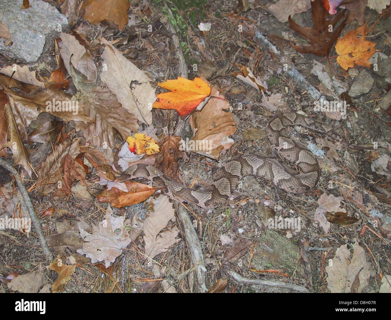 A close-up view of a copperhead snake, known for its distinctive copper ...