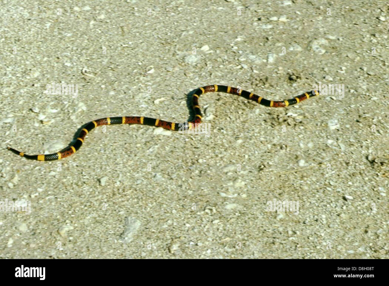 Poisonous snake yellow in hi-res stock photography and images - Alamy