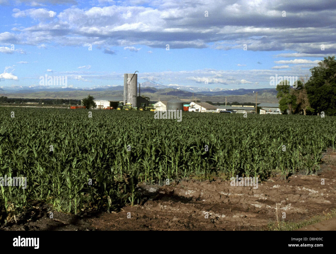 Corn field in Colorado Stock Photo - Alamy