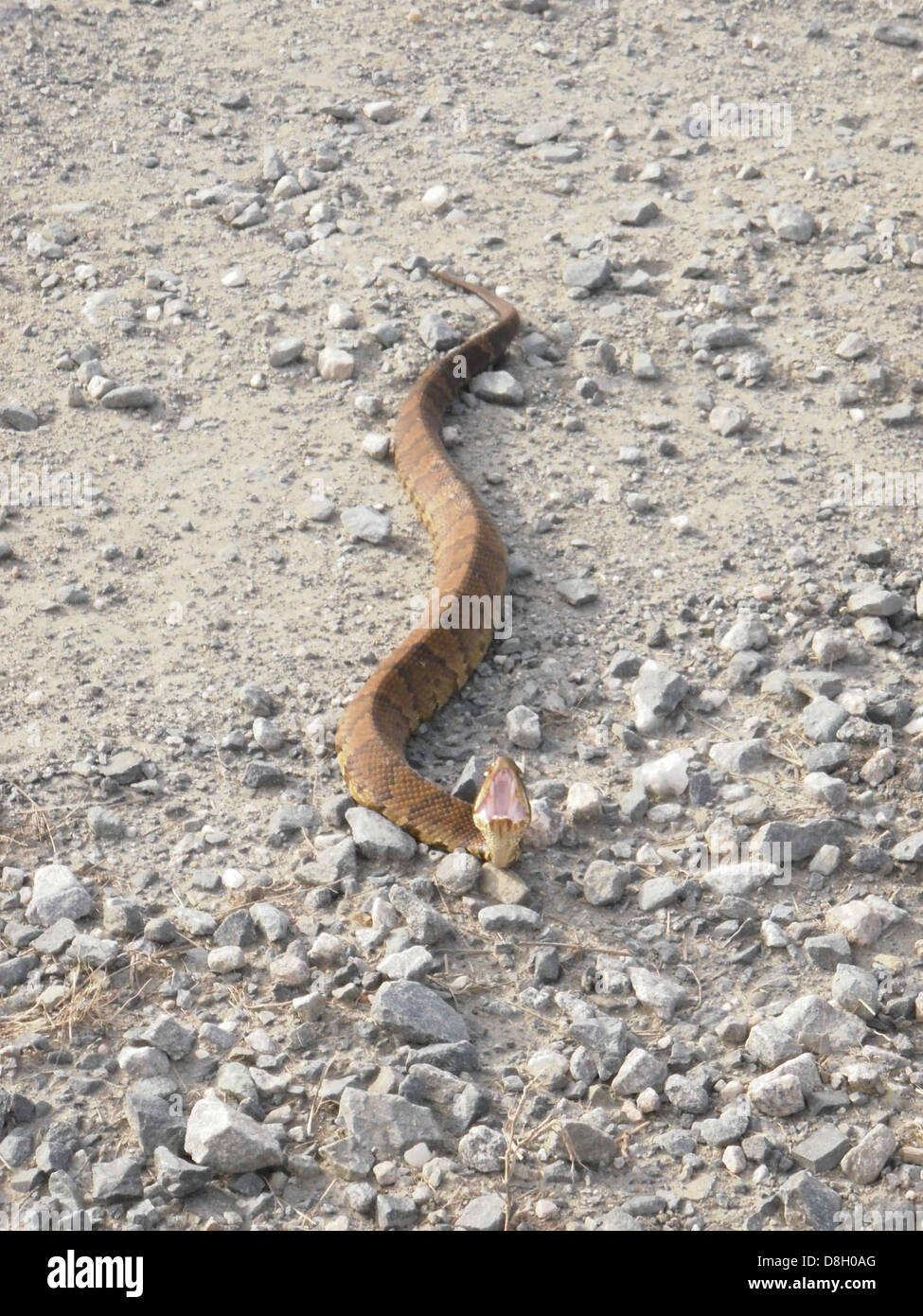 The cottonmouth snake (Agkistrodon piscivorus), a venomous reptile ...