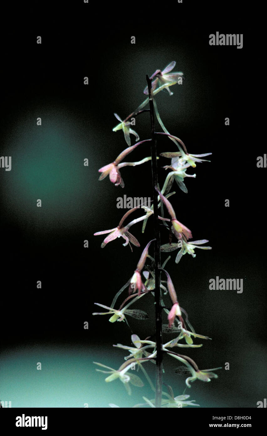 Cranefly orchid flower Stock Photo - Alamy