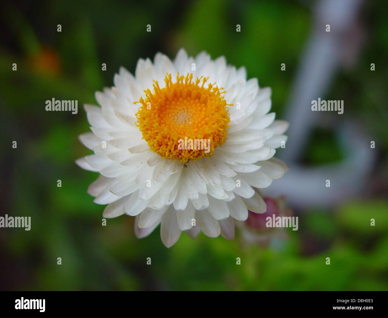 A close-up image of a cream and yellow paper daisy, showcasing its soft ...