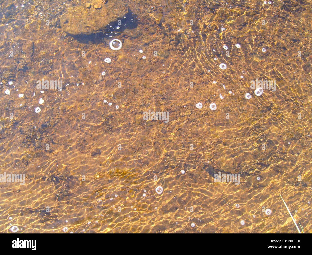 The photo shows the surface of a creek with visible ground water. The ...
