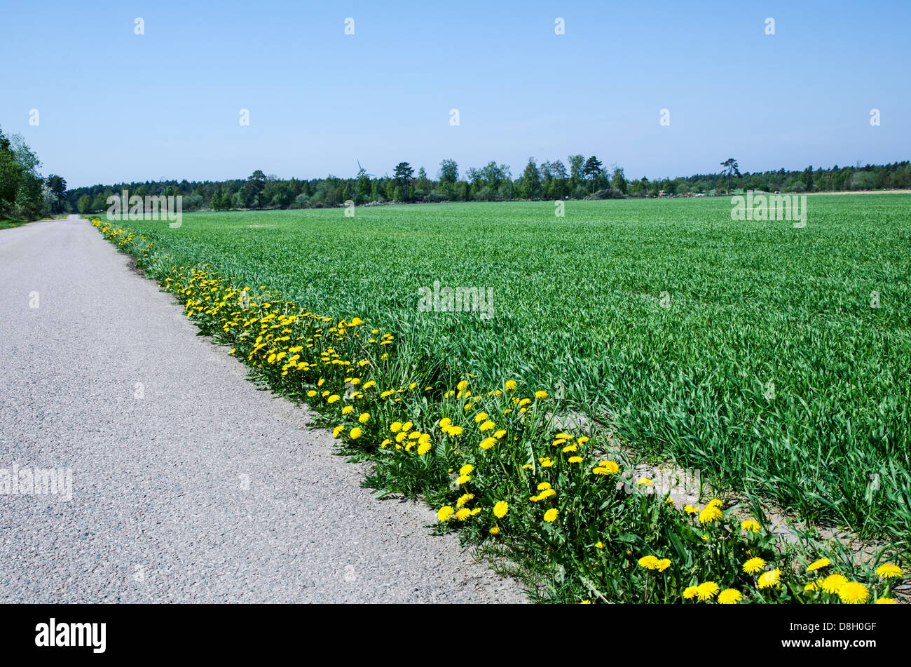 Dandelions at roadside in a rural landscape with green field and blue ...