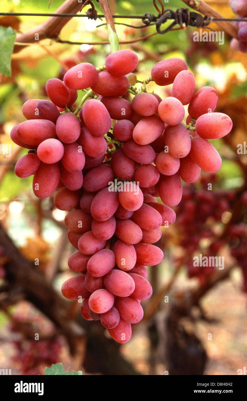 Crimson seedless grapes are shown growing on the vine, characterized by ...
