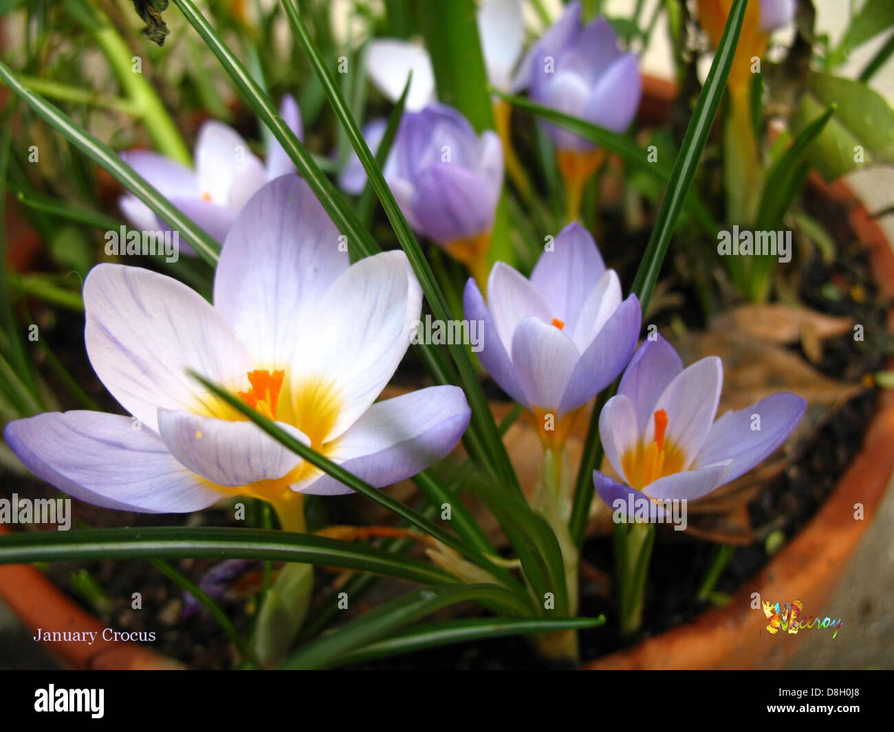 A crocus flower in full bloom, with vibrant purple petals standing out ...