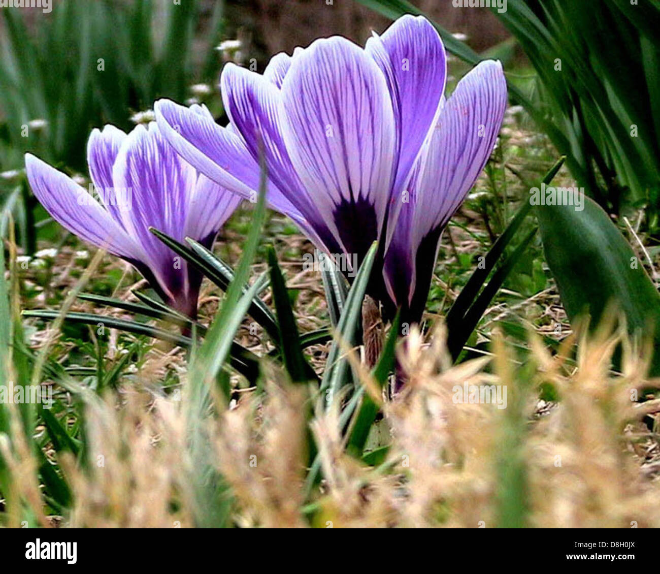 A crocus plant in full bloom, showing vibrant purple and yellow flowers emerging from the soil ...