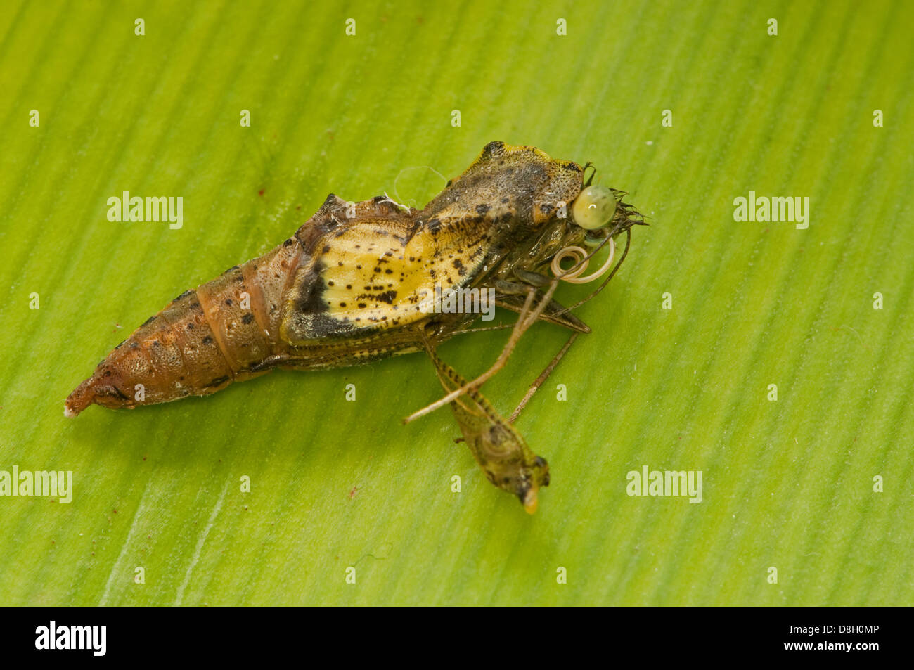 Large White Butterfly emerging from chrysalis Stock Photo - Alamy