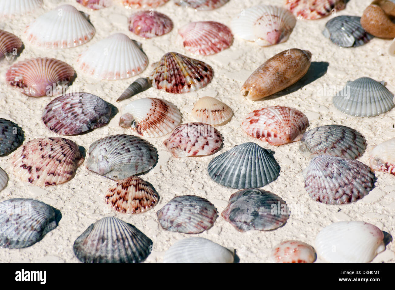 Mussel shells hi-res stock photography and images - Alamy