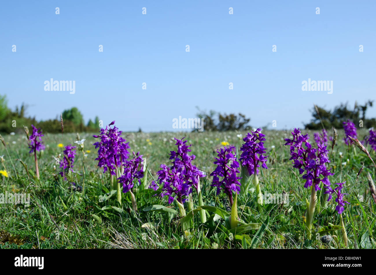 Blue Orchids Field