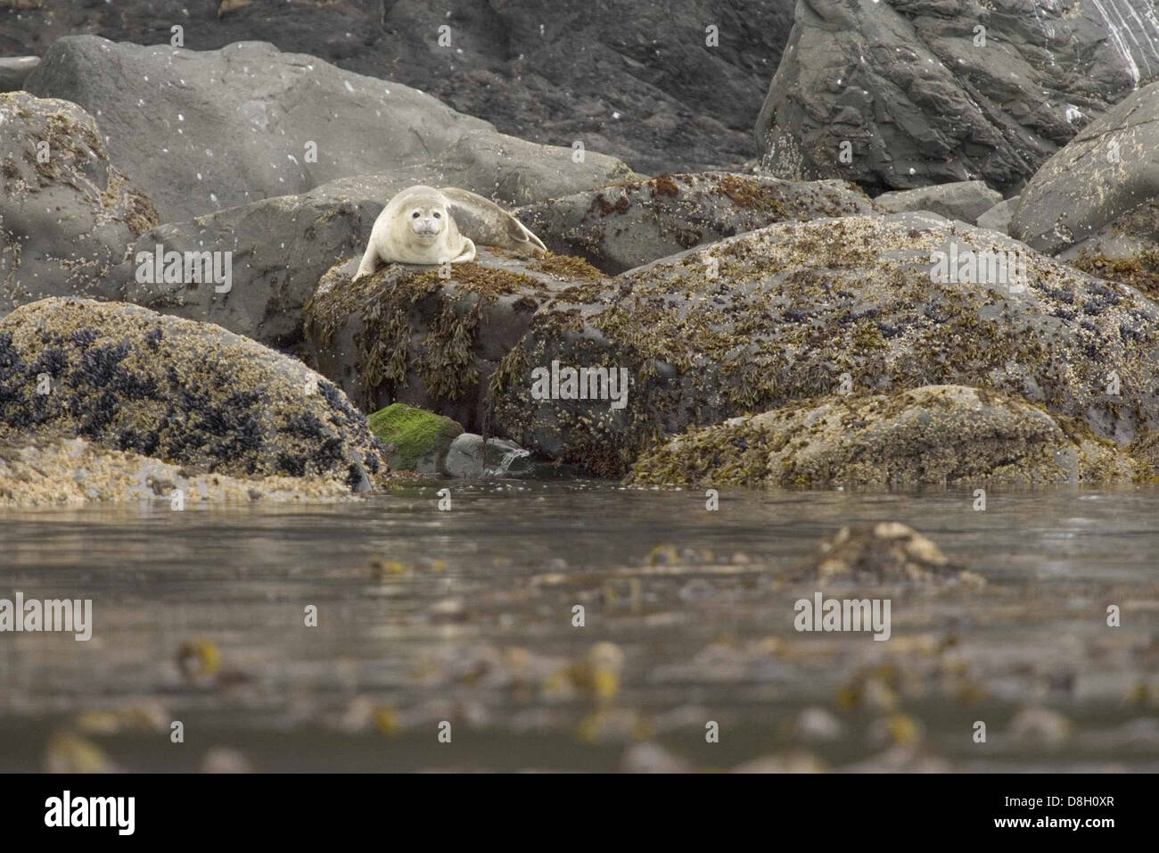 A young seal rests on a rock, gazing out over the water. The seal's ...