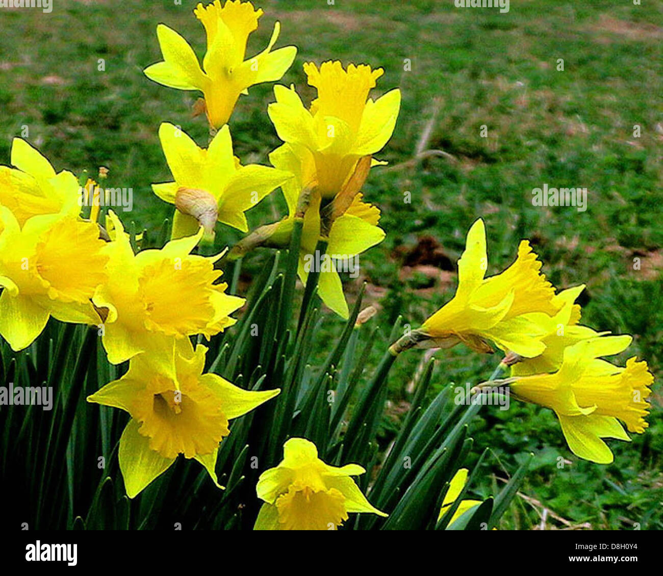 A vibrant scene showing a cluster of daffodils in full bloom. The ...