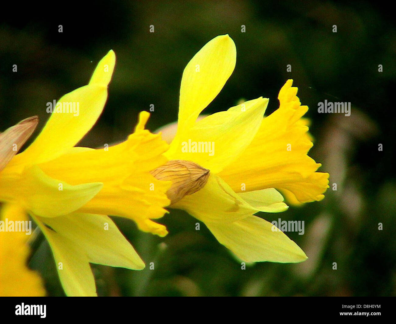 Daffodils are bright yellow flowers commonly seen in early spring ...