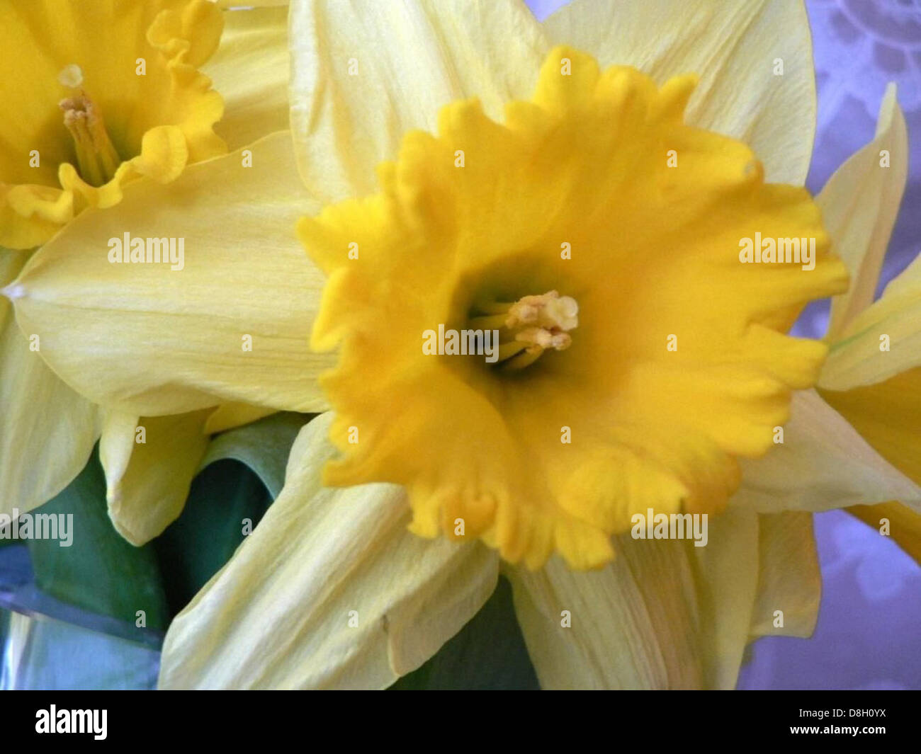 A single daffodil in full bloom, showcasing its bright yellow petals ...