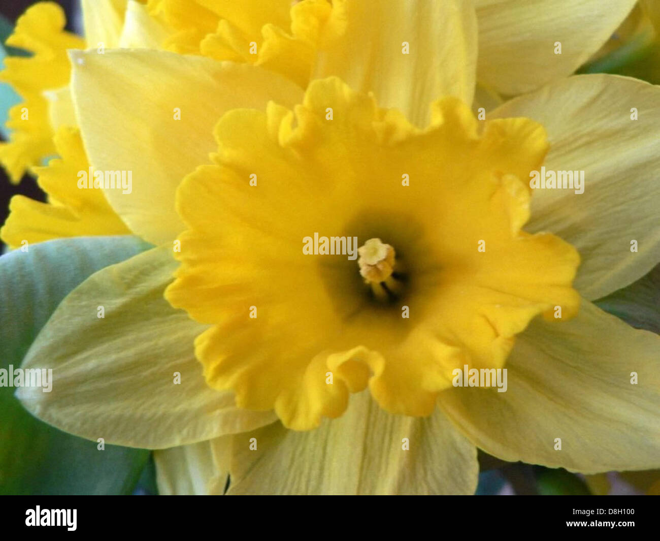 This image features a close-up view of a daffodil flower. The daffodil ...