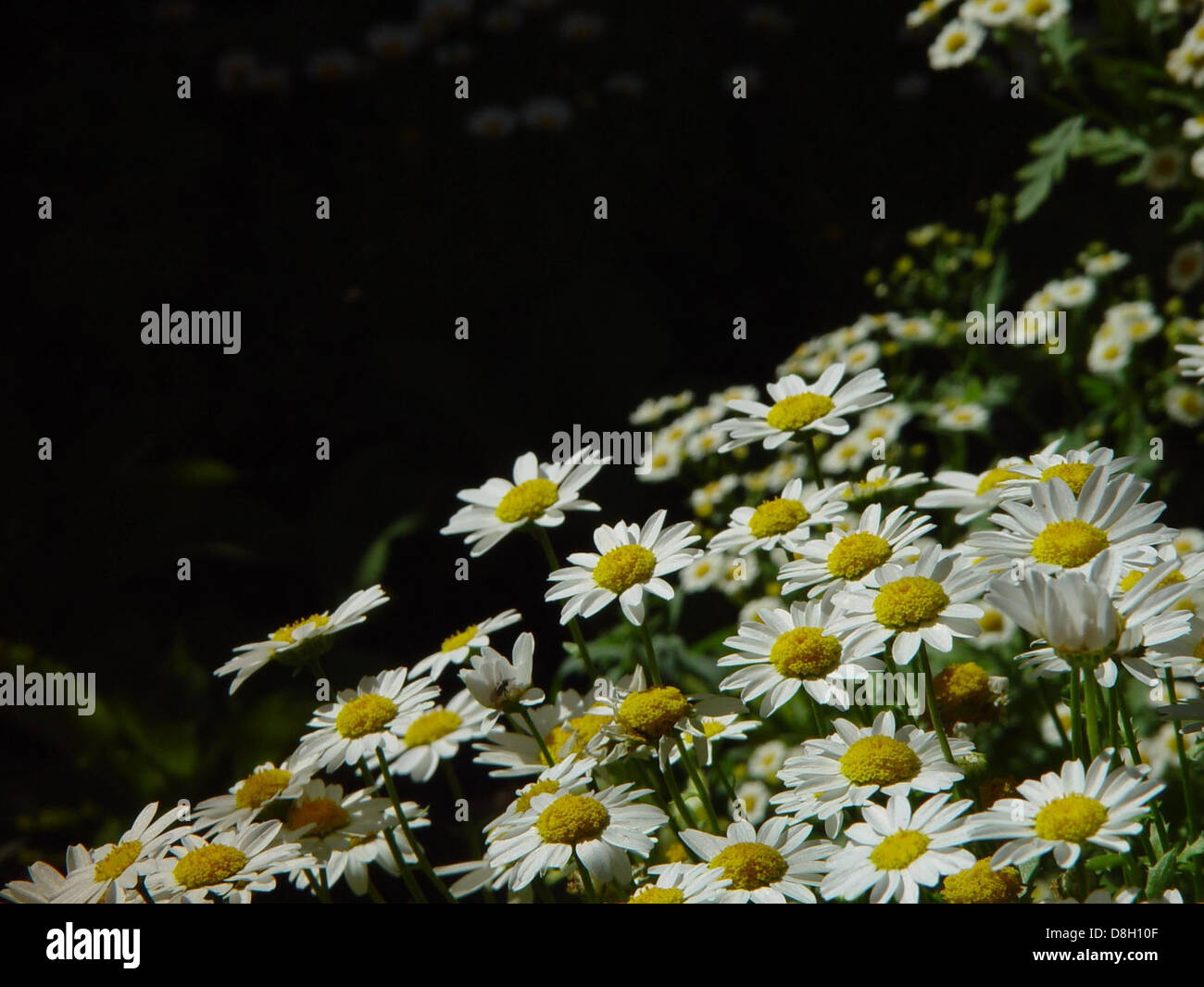 This image shows a close-up of daisies in focus, with additional ...