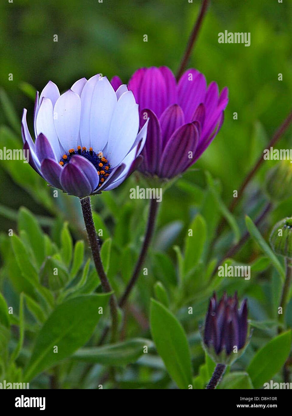 A cluster of daisies blooming in the morning light, their white petals ...