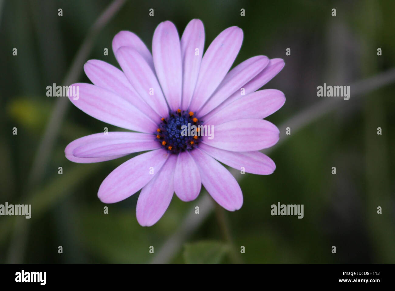 A close-up image of a daisy flower blooming, with its white petals ...