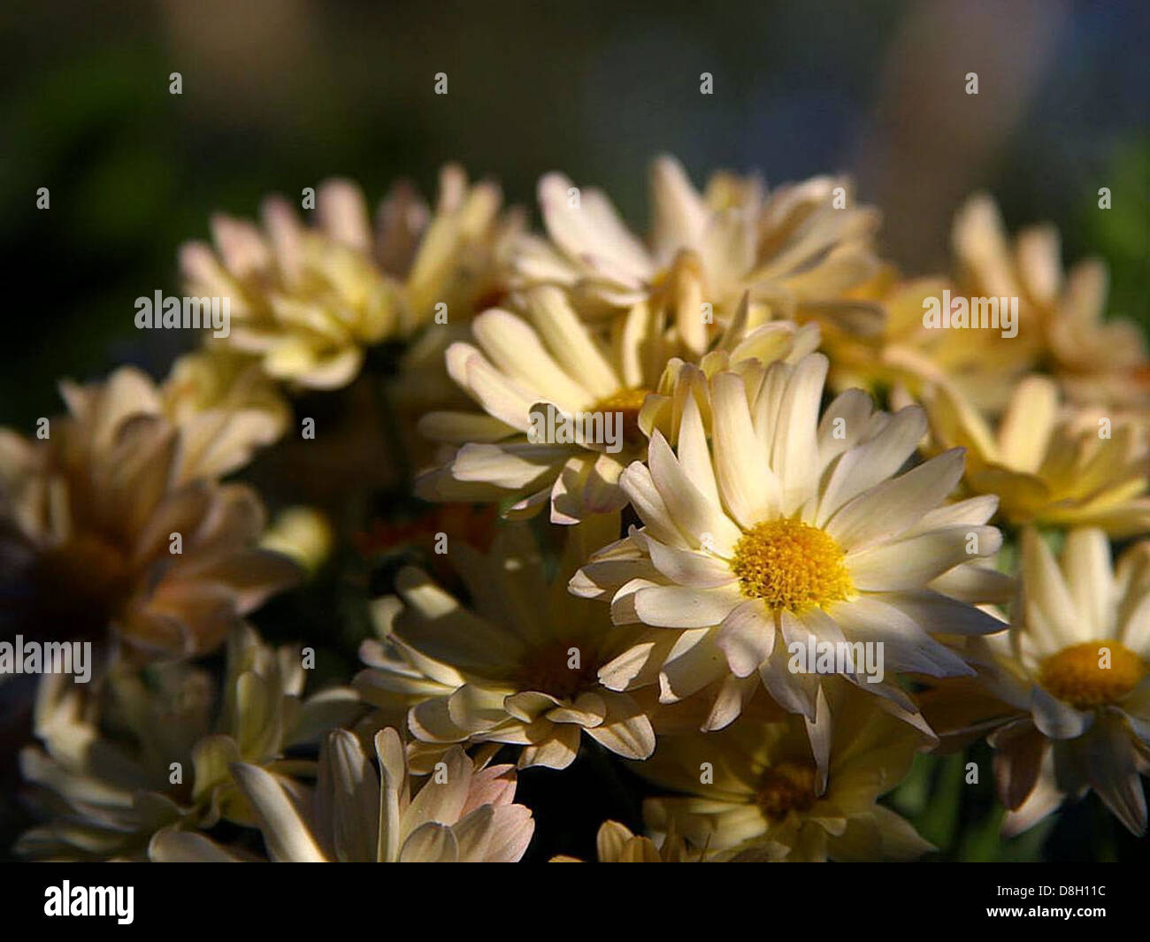 A close-up image of daisies, displaying their white petals and yellow ...