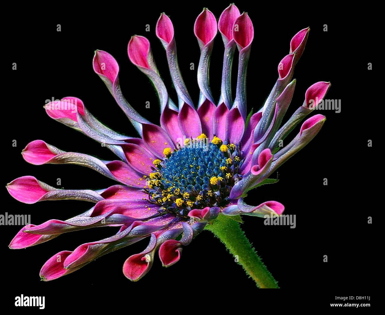 A close-up shot of pink daisy flowers in bloom, showcasing their ...