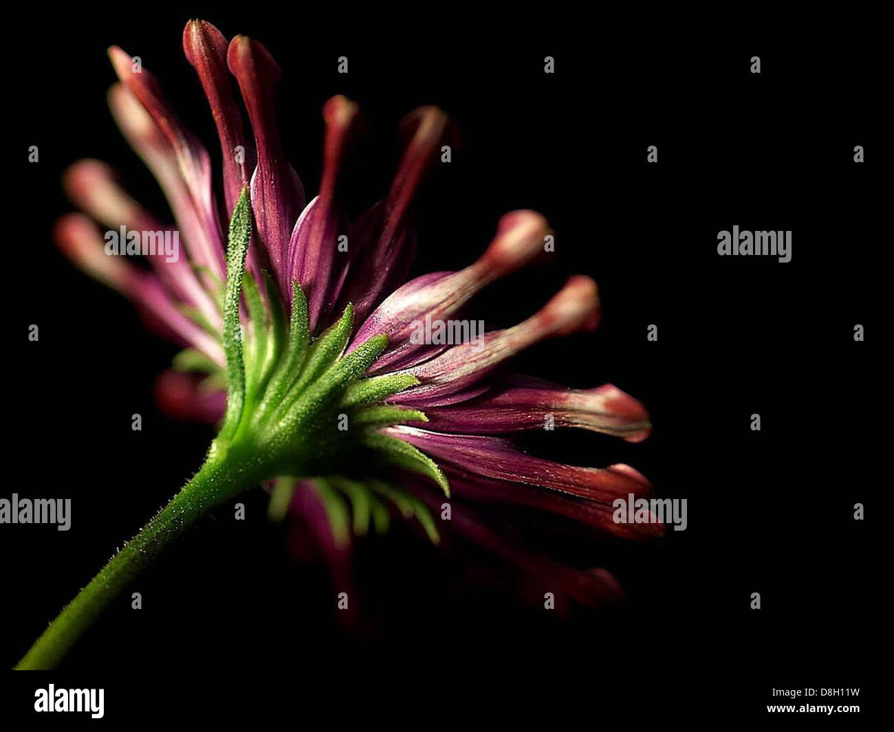 A cluster of daisy flowers with white petals and yellow centers, their ...