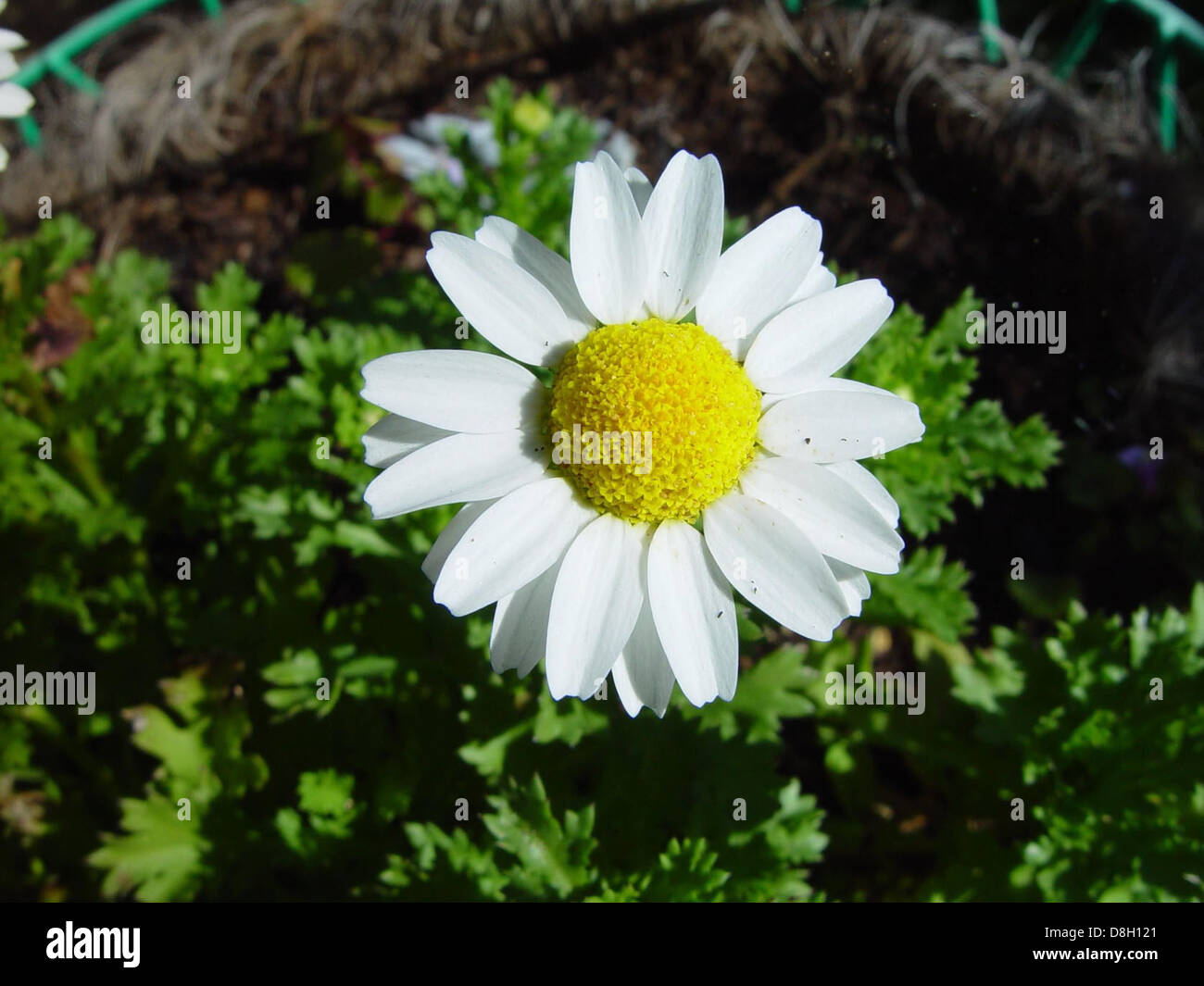 A single daisy flower stands tall against a neutral background. The ...