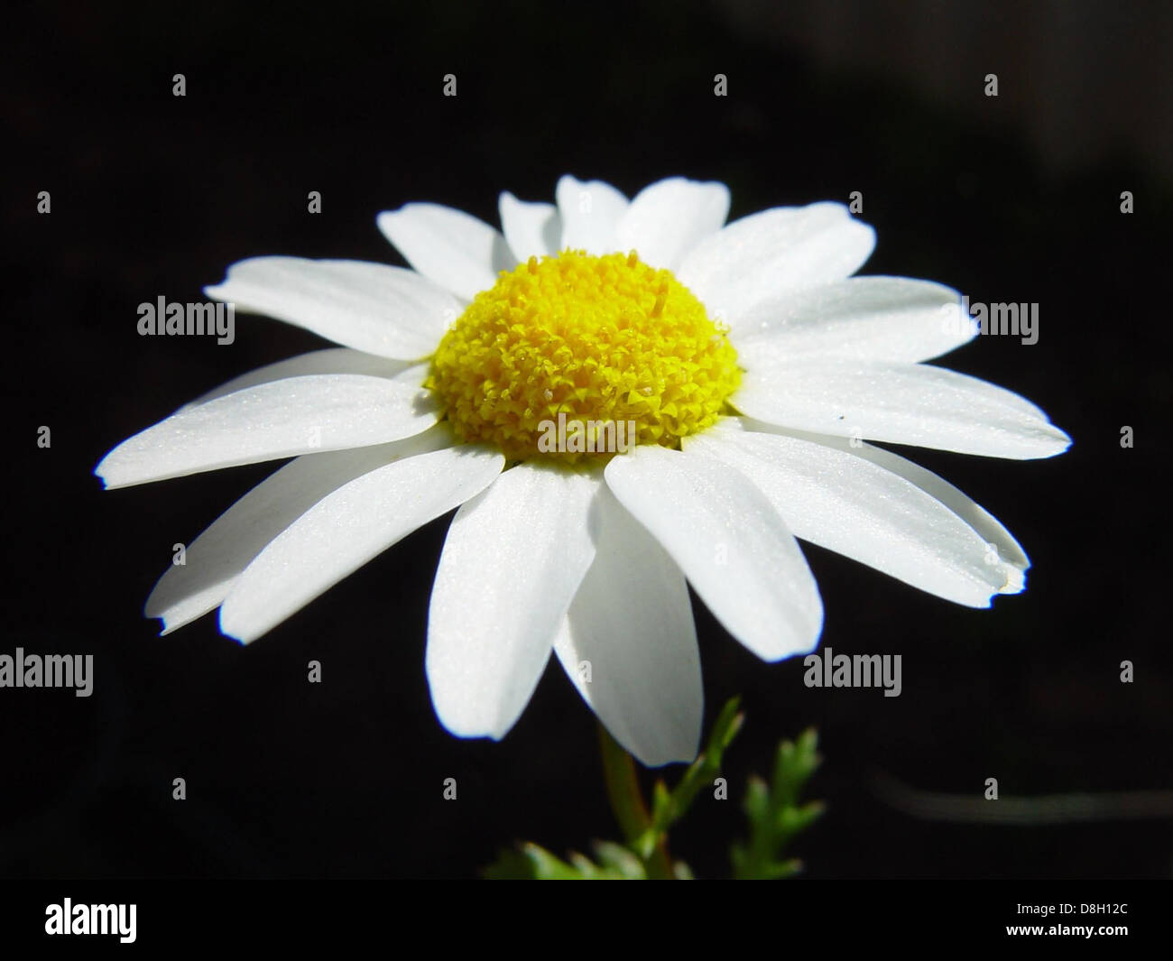 A close-up image of a daisy flower, contrasting against a dark ...