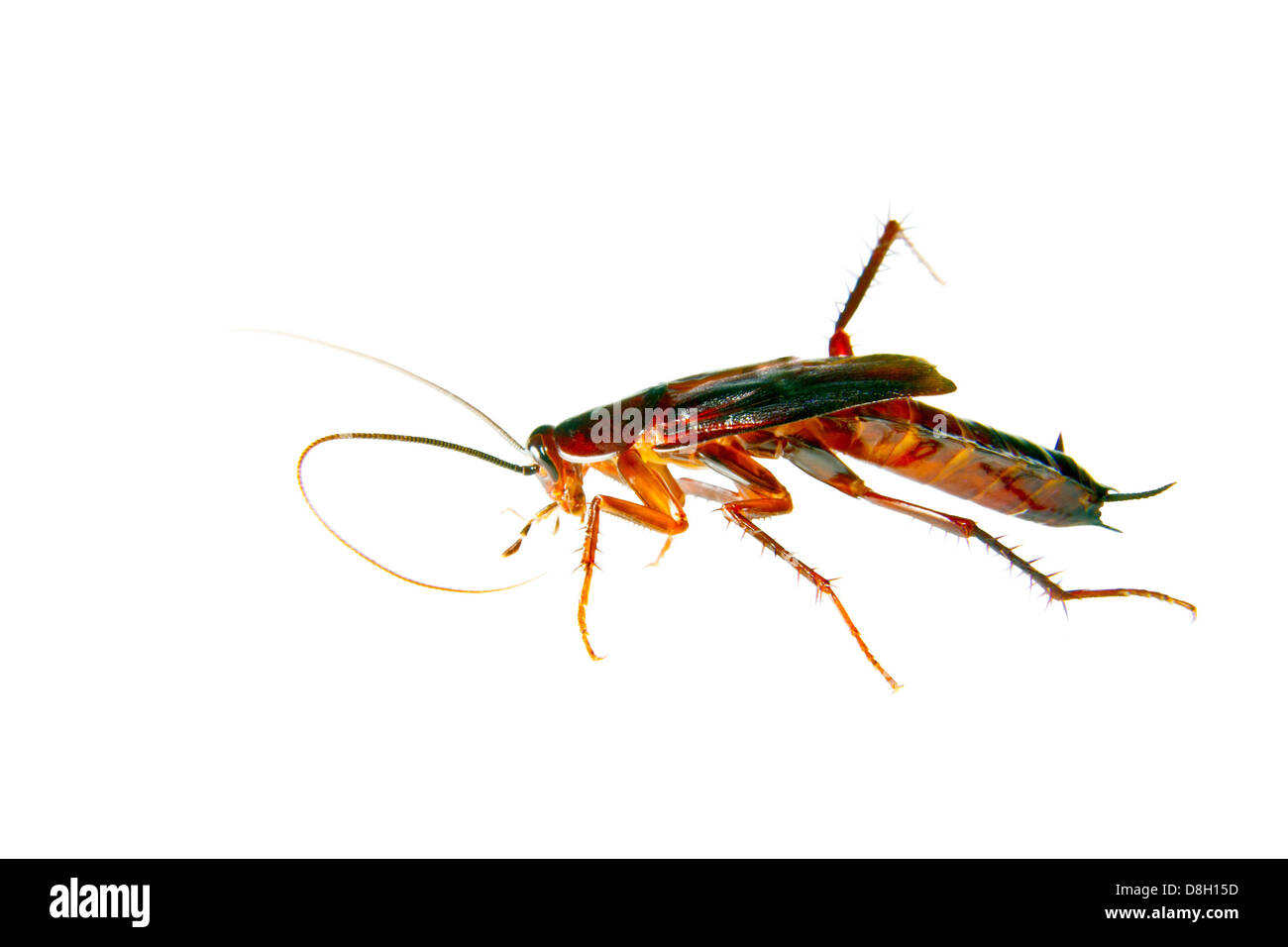 Cockroach Cut Out Stock Images & Pictures - Alamy
