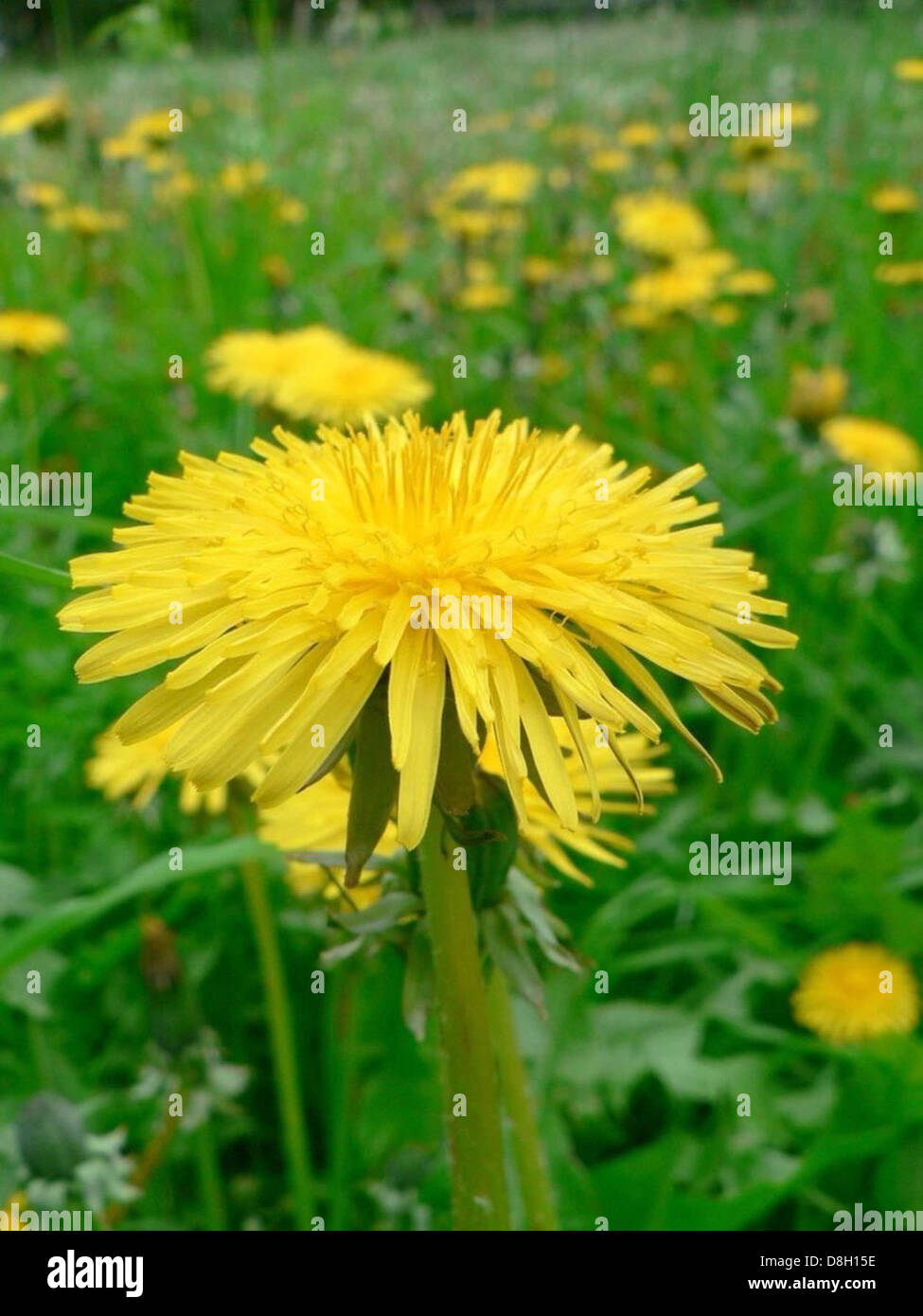 A dandelion growing in a field, its bright yellow flowers catching the ...