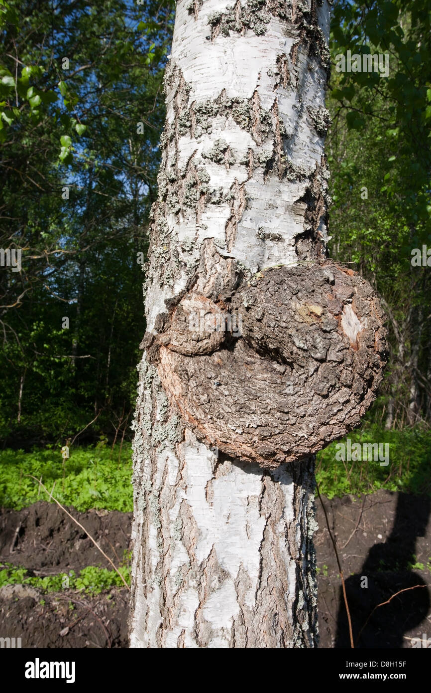 Birch gnarl hi-res stock photography and images - Alamy