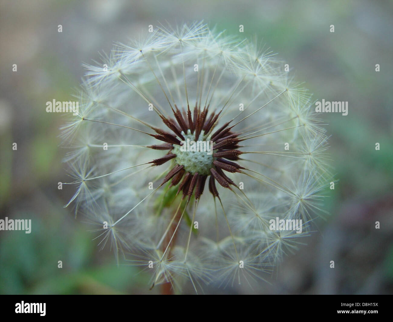 A dandelion puffball, ready to release its seeds, is captured in detail ...