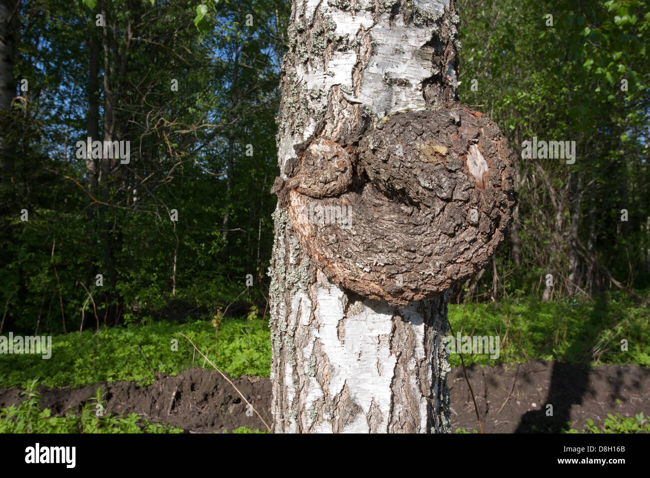 Birch gnarl hi-res stock photography and images - Alamy