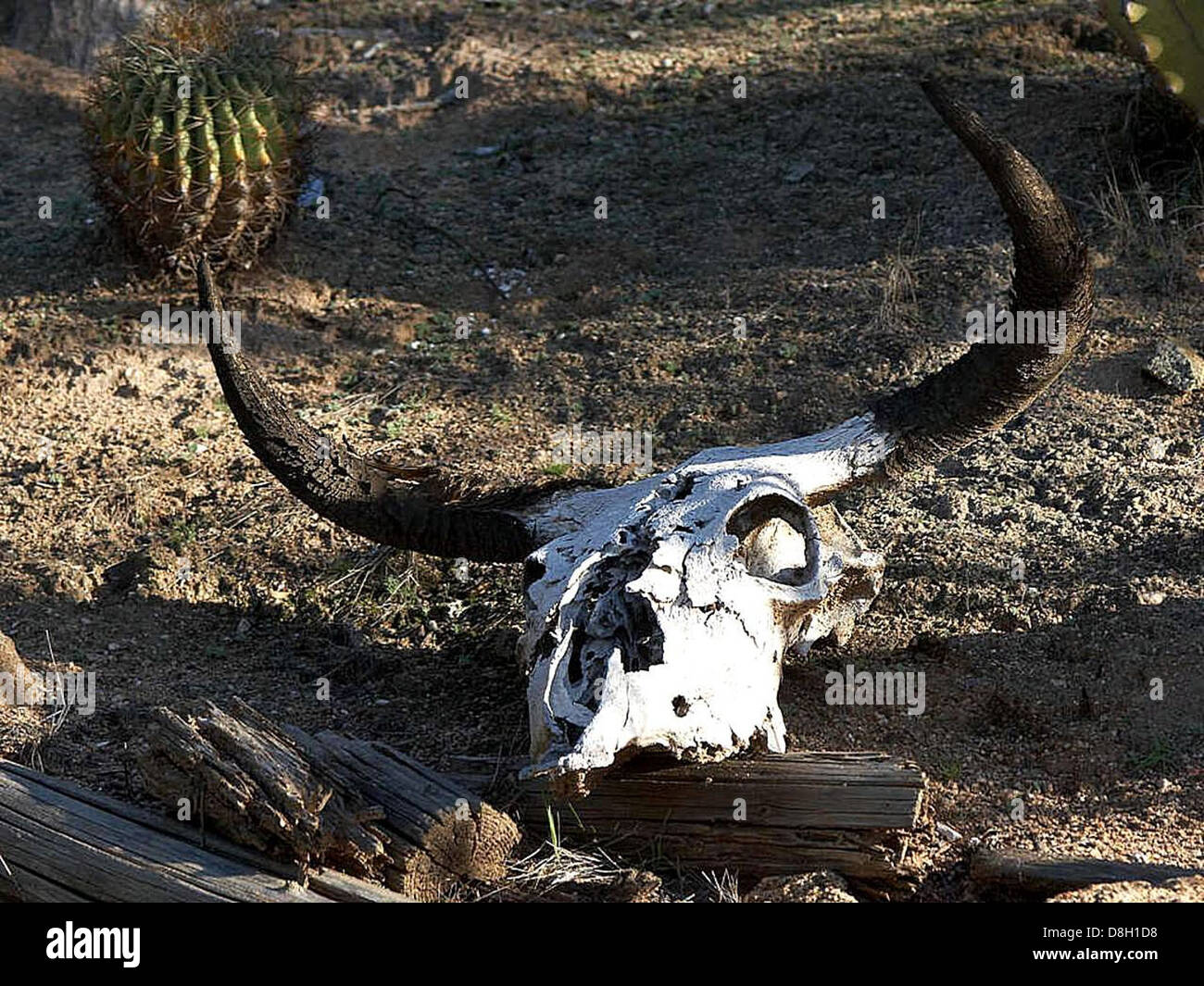 Decomposing cow skull Stock Photo - Alamy