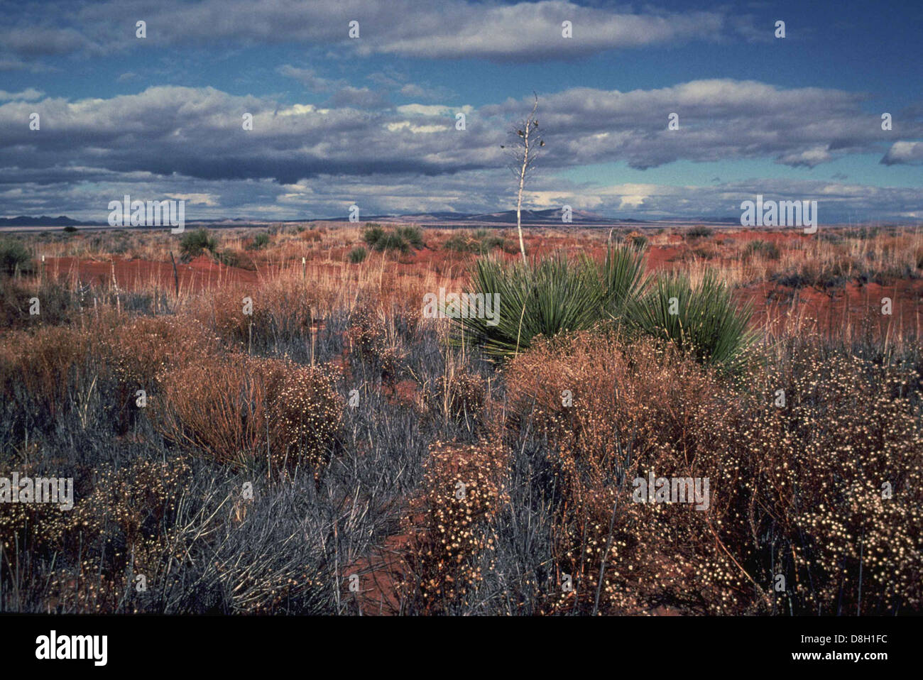 A wide desert landscape showcasing the beauty of arid terrain. The ...