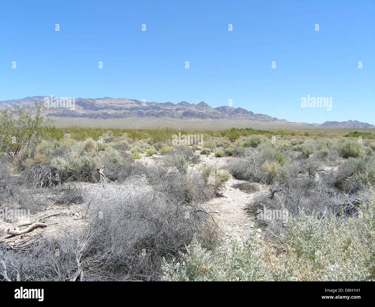 A patch of desert grass, showcasing hardy, drought-resistant plants ...