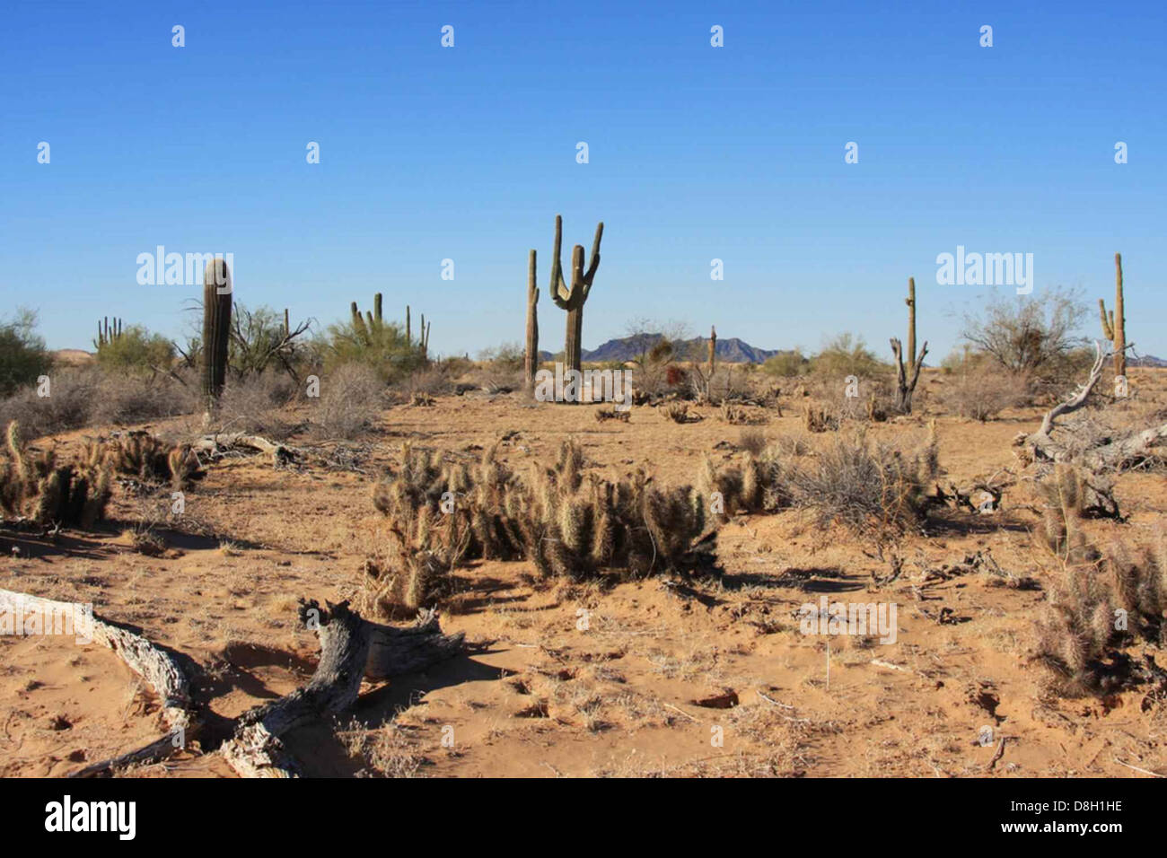 A wide view of the desert landscape within the Cabeza Prieta National ...