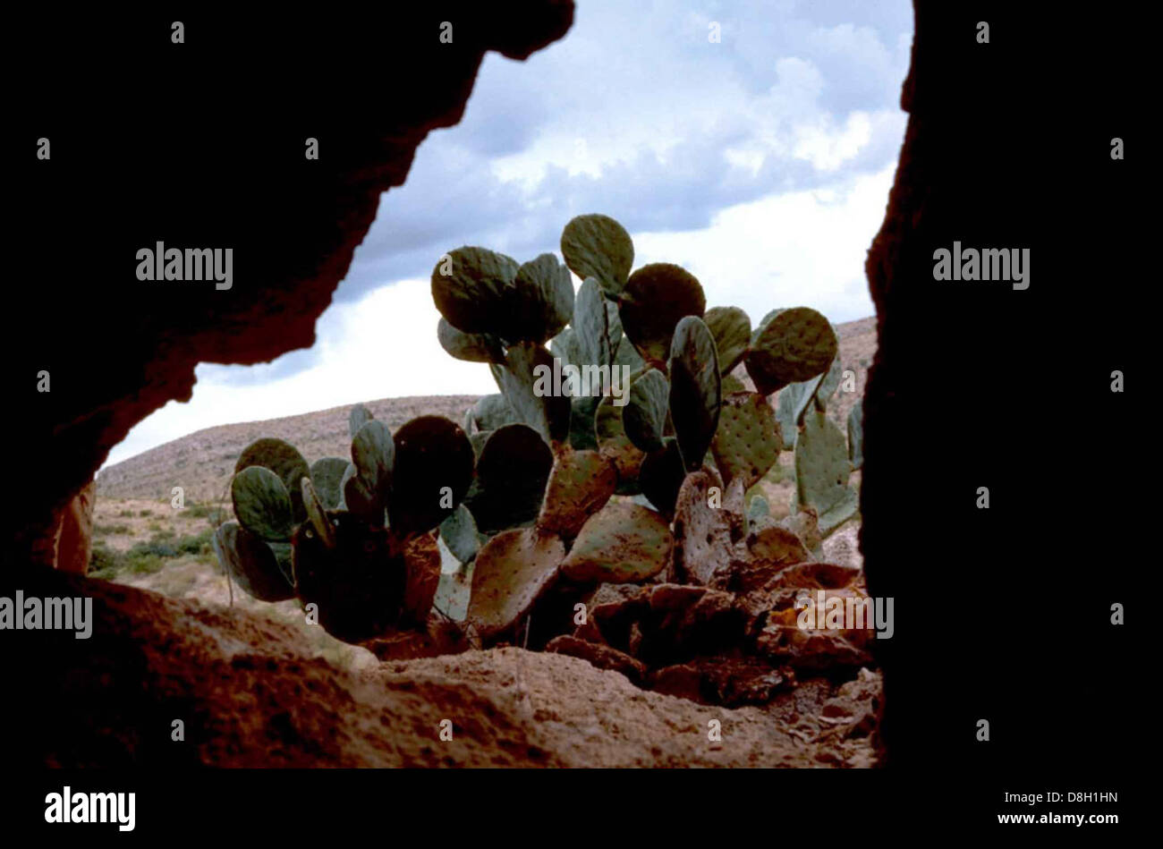 A desert mountain lion den located in New Mexico, showing the rugged ...
