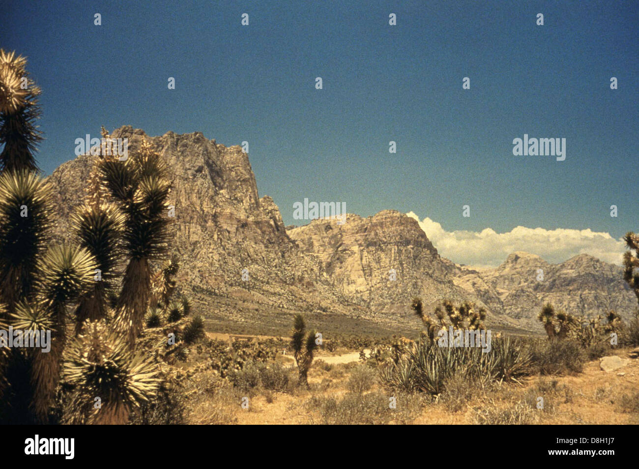 This image shows a panoramic view of a desert landscape, characterized ...