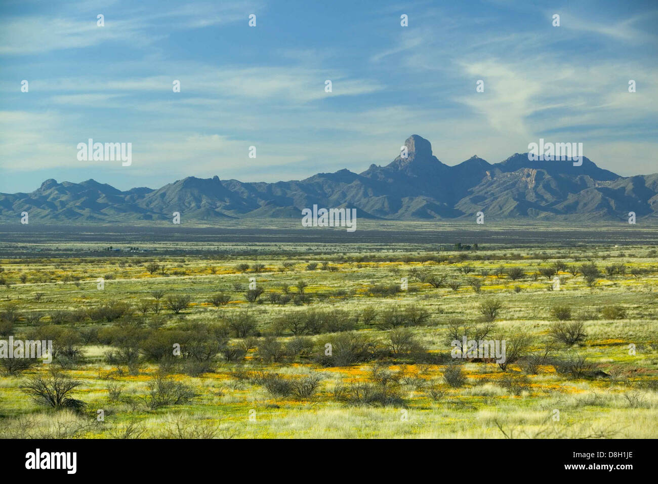A scenic desert landscape featuring various desert plants such as cacti ...