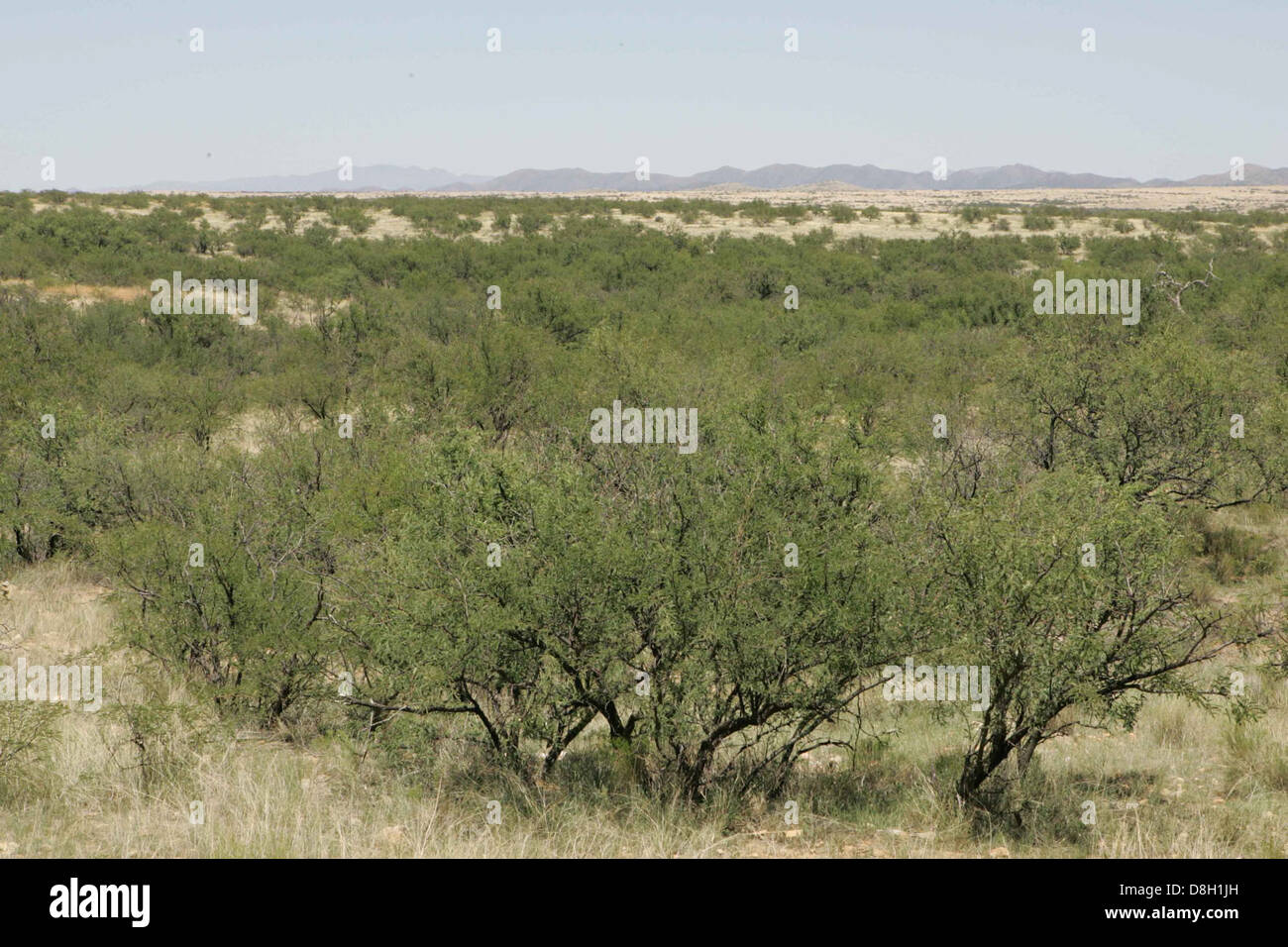 Desert plants are shown in the Buenos Aires desert, highlighting the ...