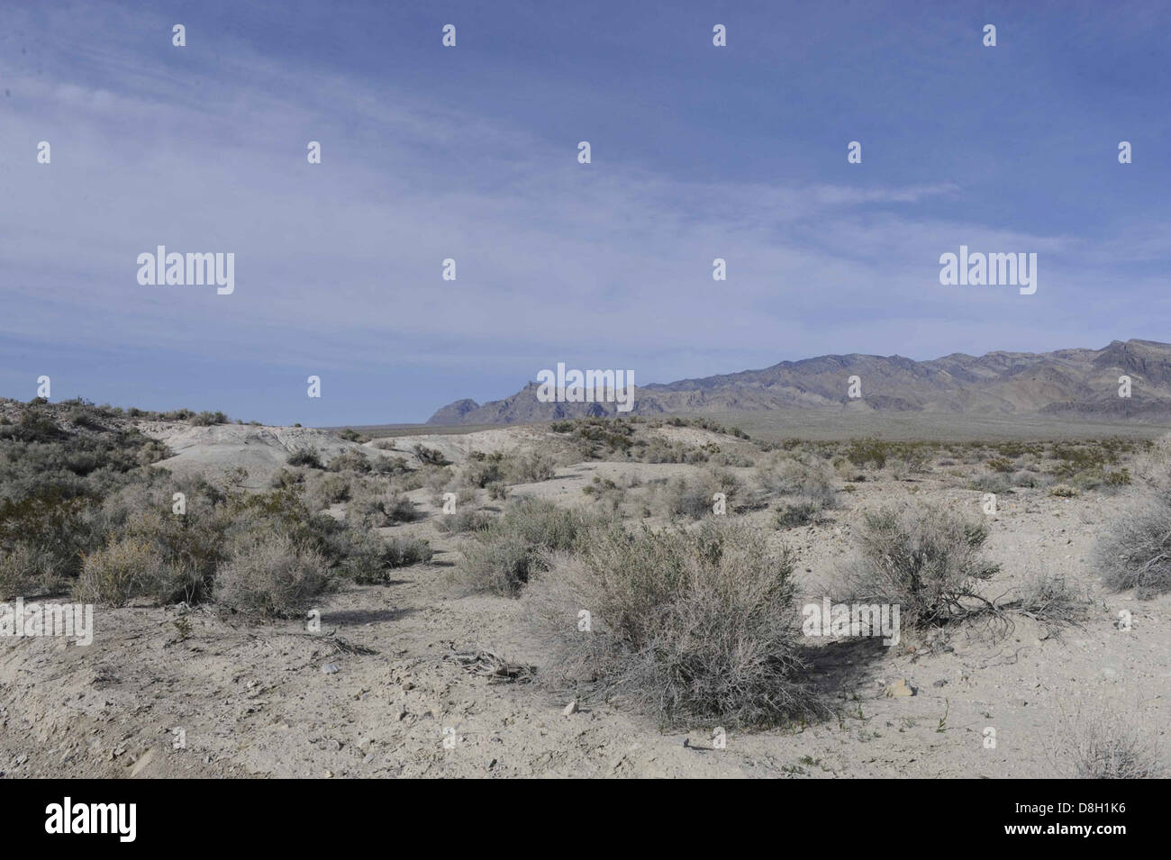 A desert scrub habitat with low-growing plants, dry soil, and scattered ...
