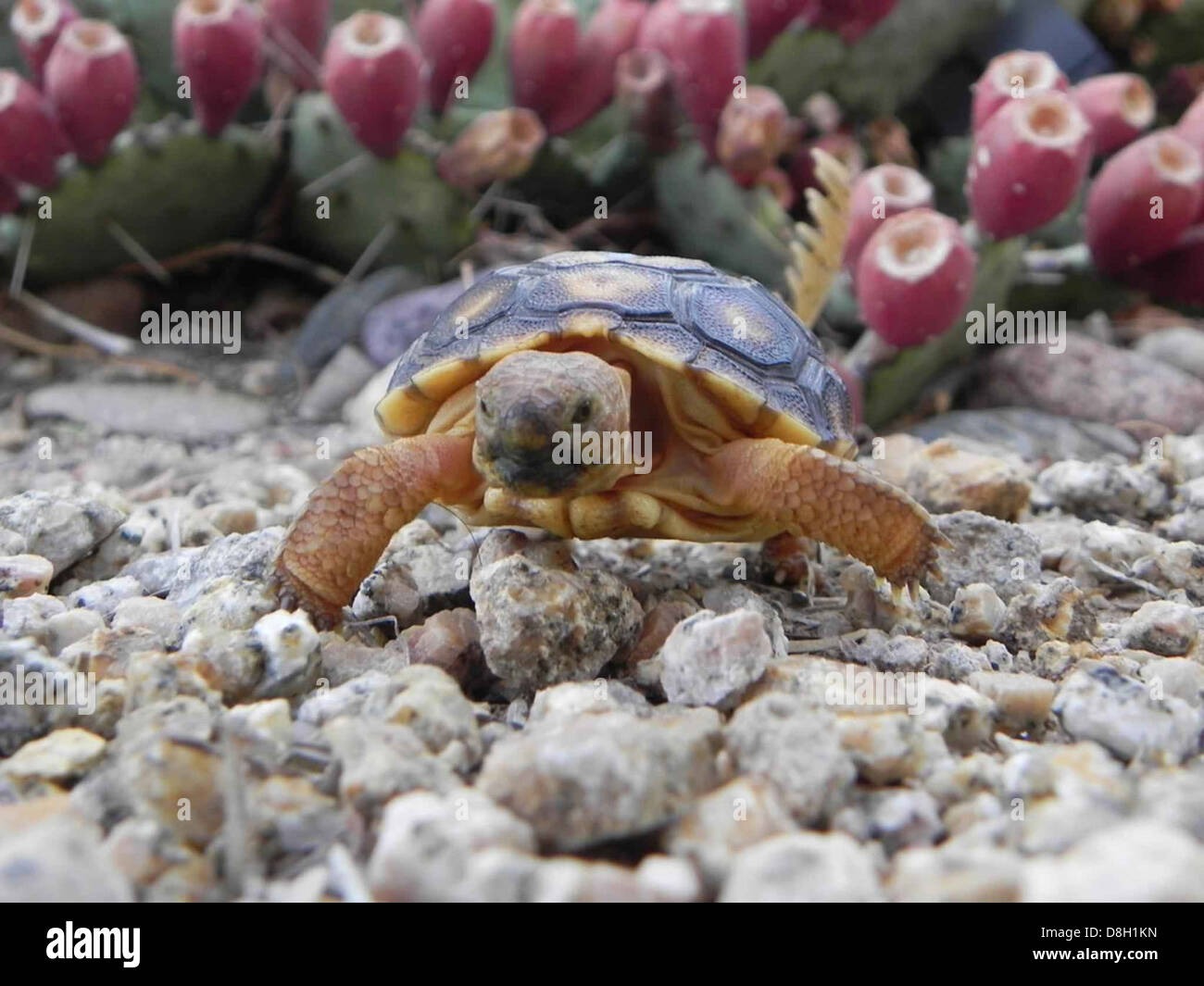 A close-up image of a desert tortoise, Gopherus agassizii, showing its ...