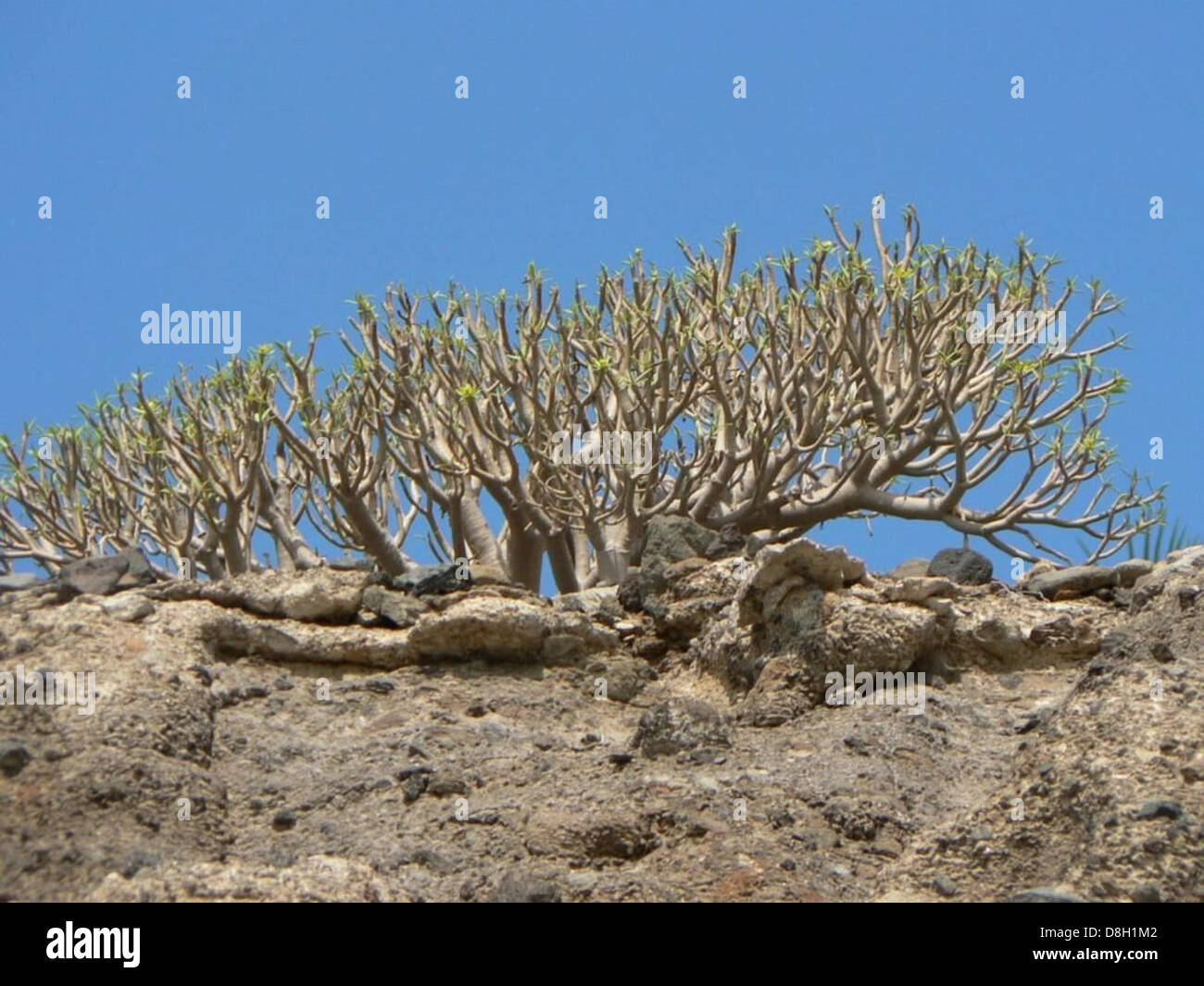 A lone desert tree stands resilient in an arid landscape, surrounded by ...
