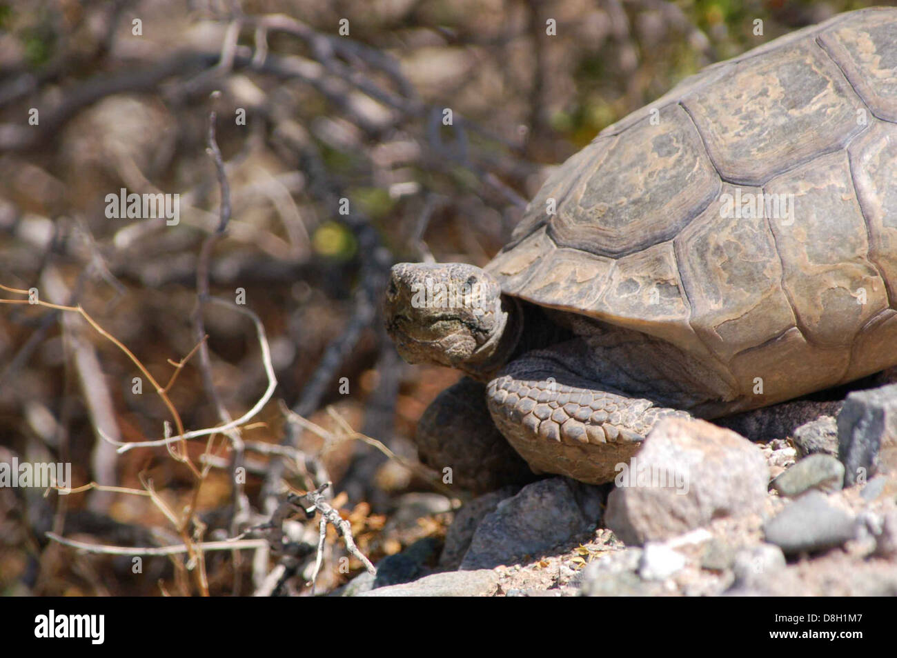 This photo shows a desert tortoise (Gopherus agassizii) resting on ...