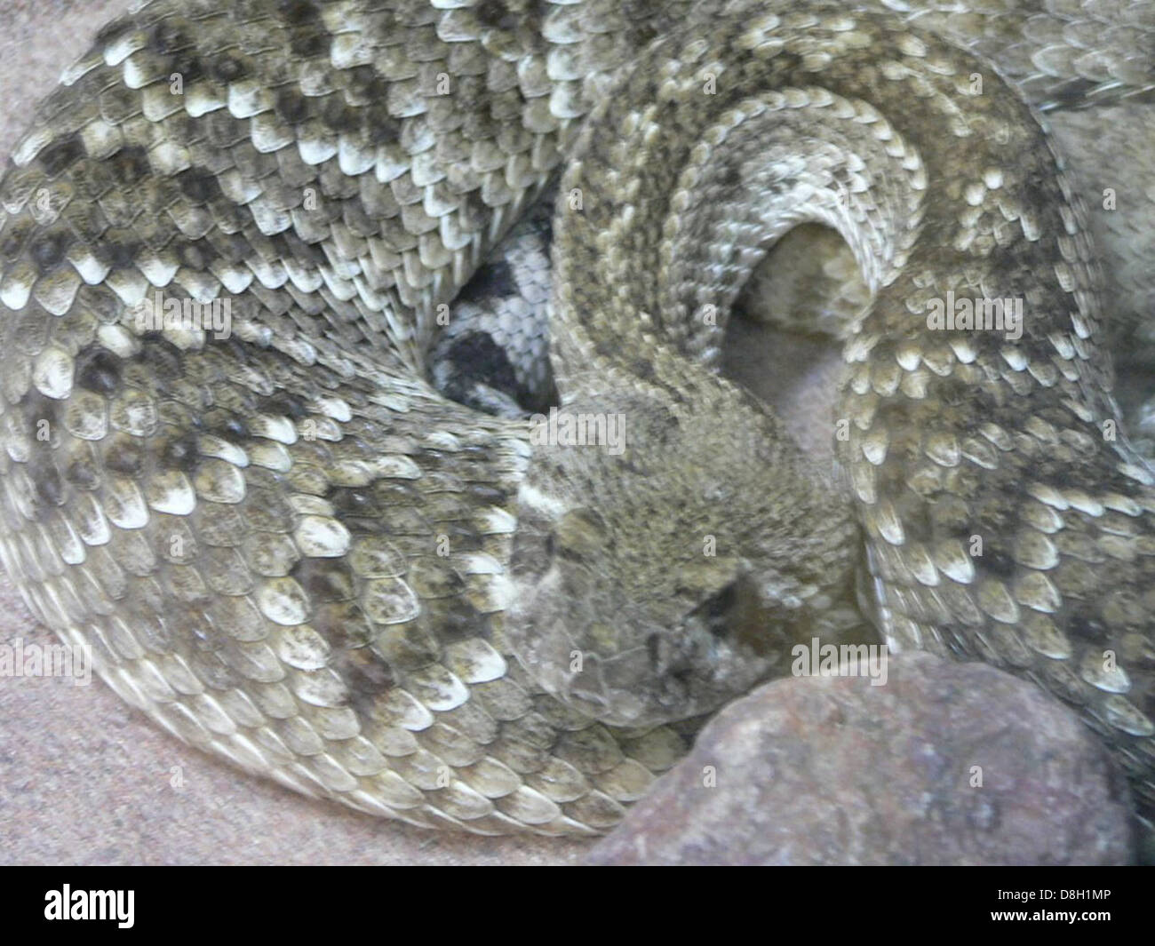 A Diamondback rattlesnake, displaying its characteristic rattle ...