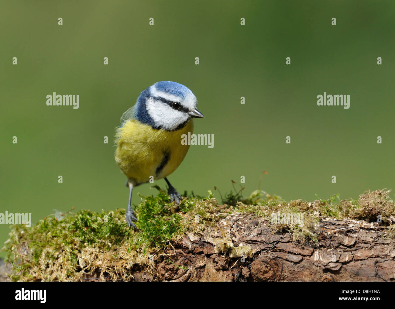 Blue Tit - Parus caeruleus On moss covered log Stock Photo - Alamy