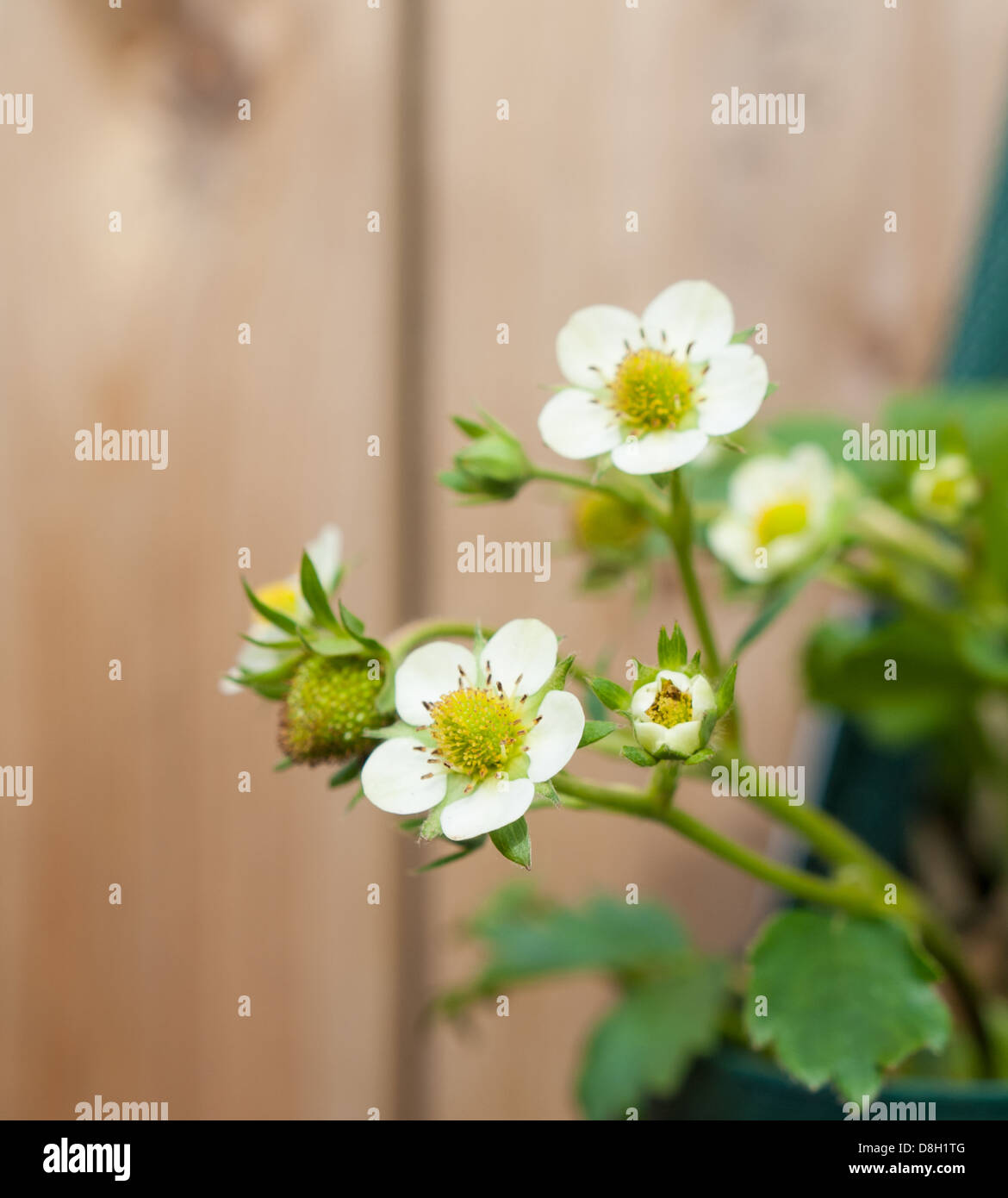 strawberry flowers and buds in closeup with garden fencing in ...