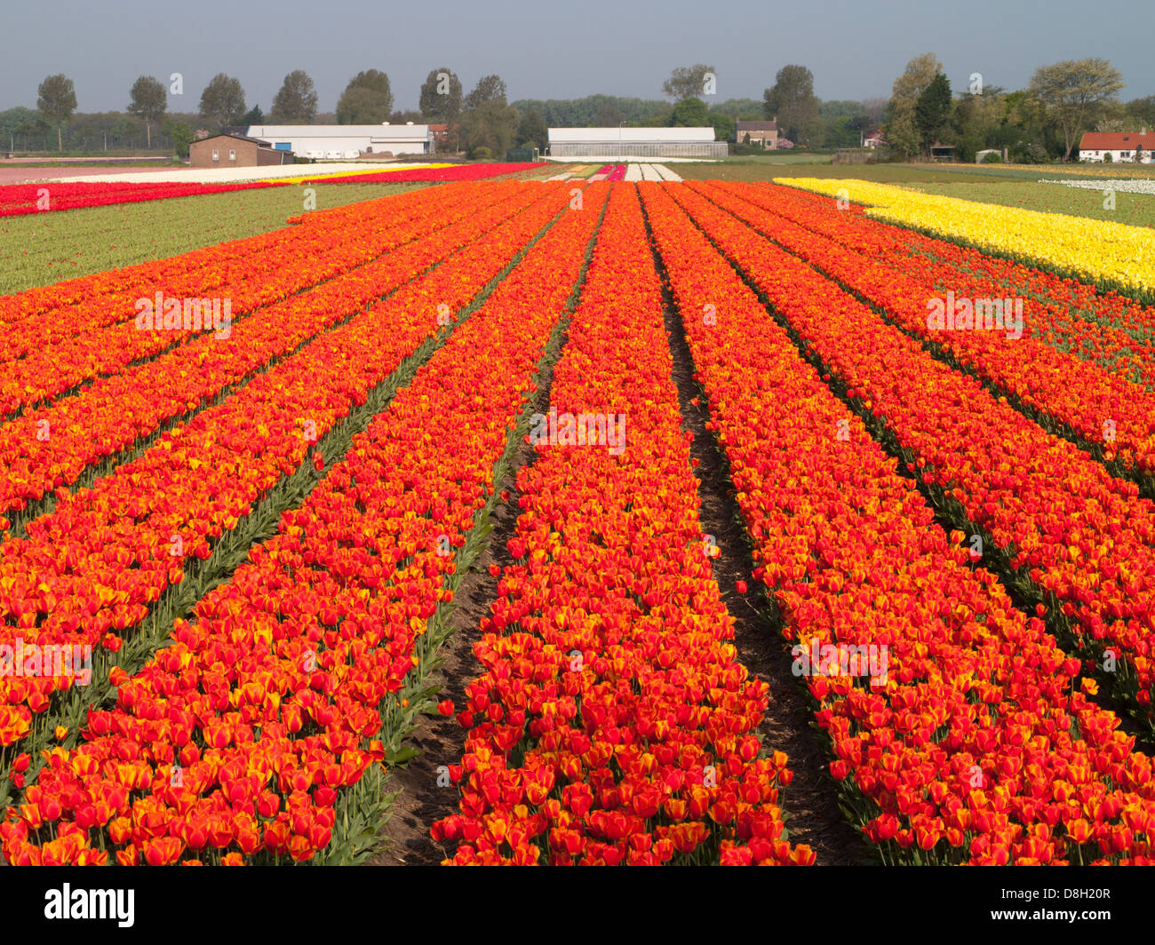 field of orange, red and yellow tulips in full bloom with tulip nursery ...