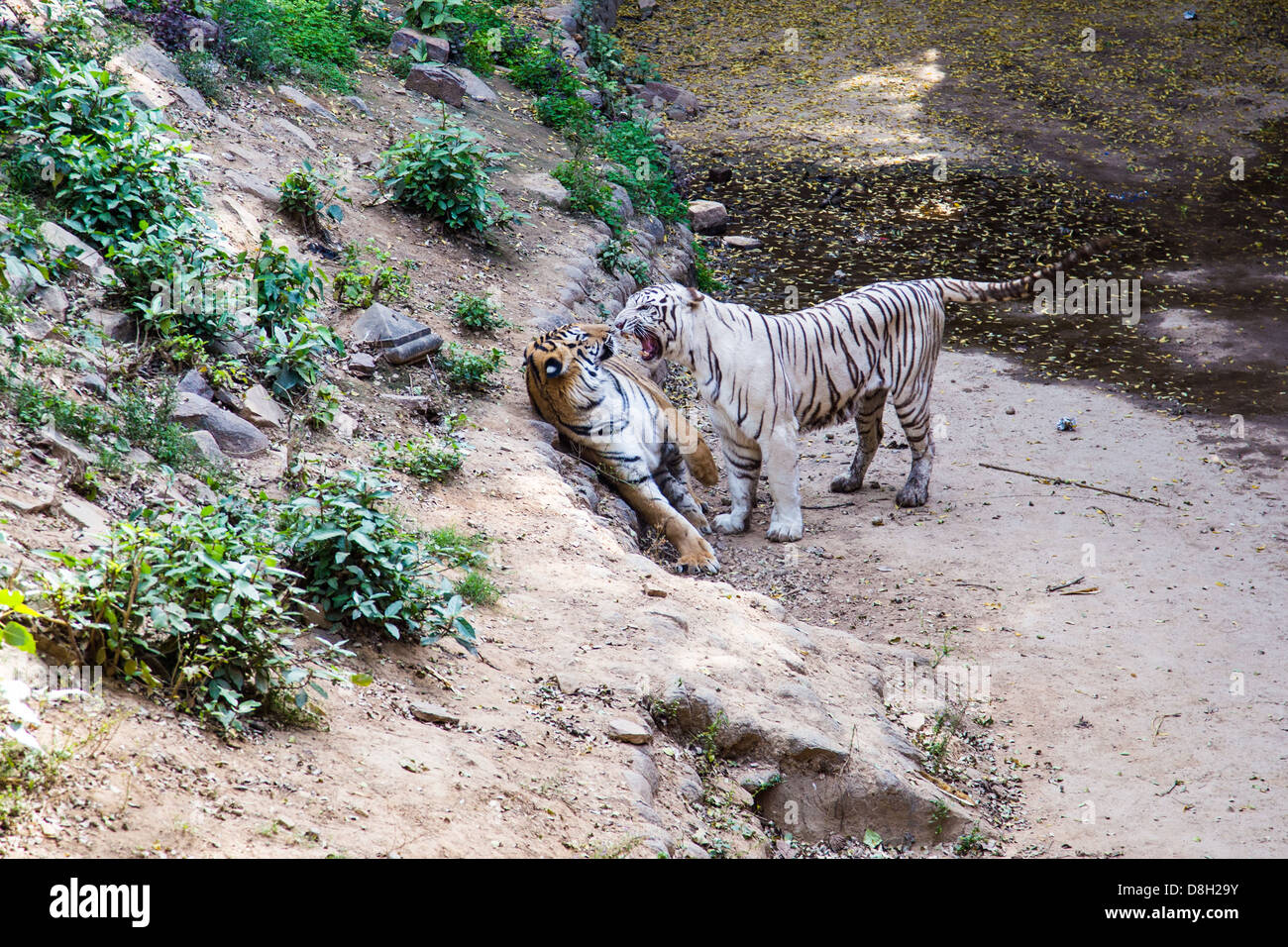 White tiger growling, Gwalior Zoo, Gwalior, Madhya Pradesh, India Stock ...
