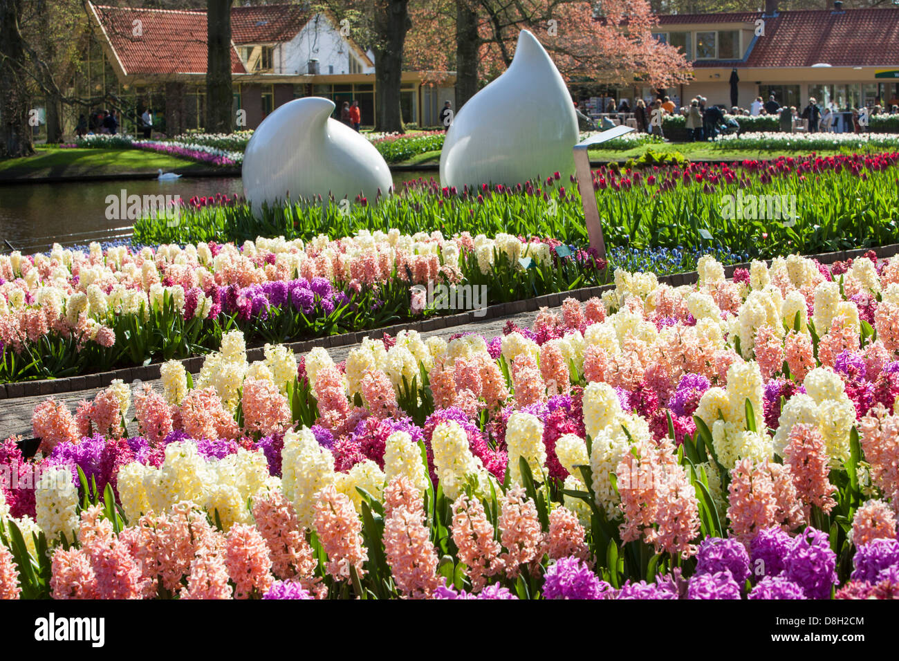 A Hyacinth display at Keukenhof gardens, the most famous Spring garden ...